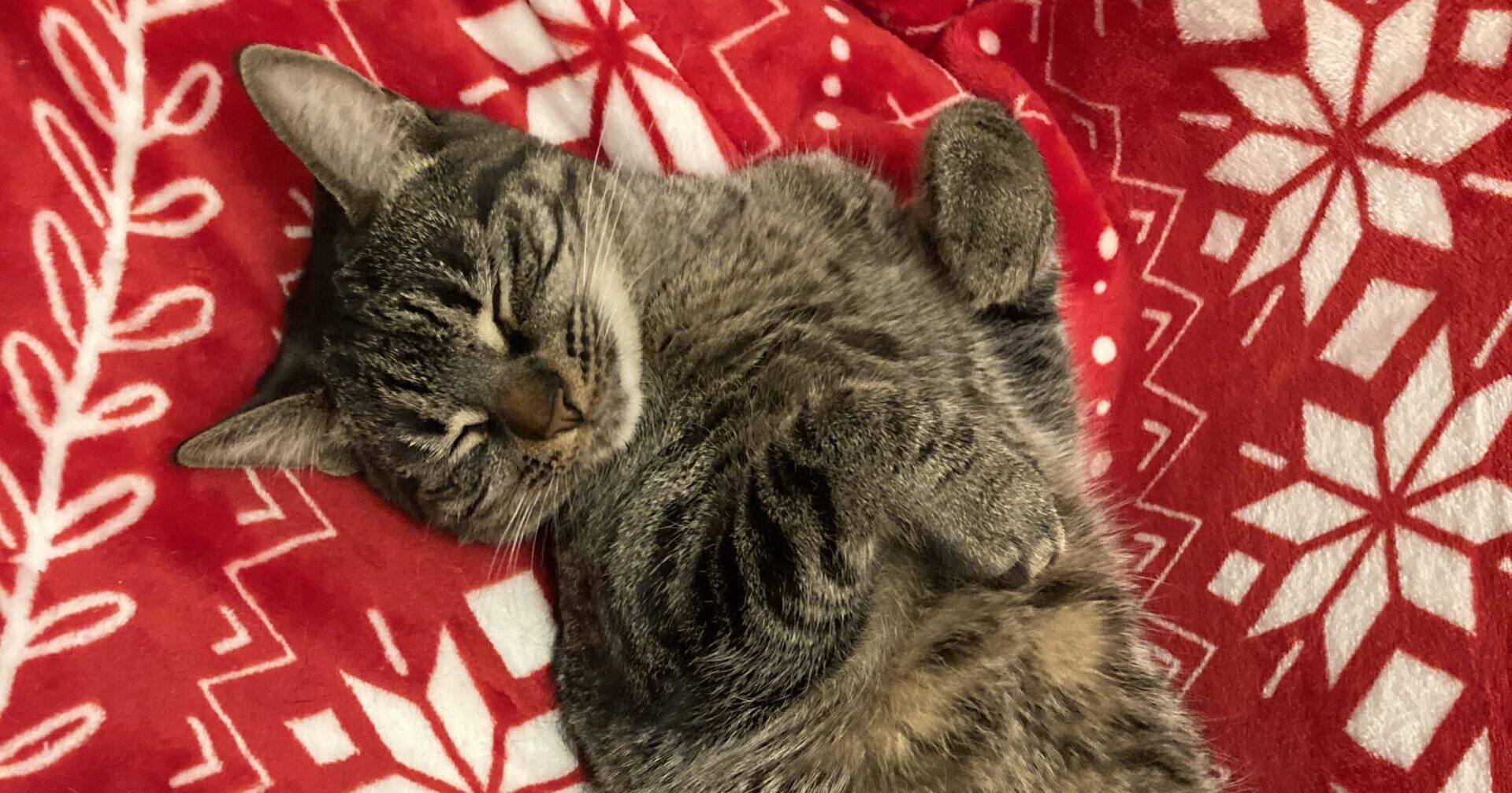 Pistachio | The world’s best cat